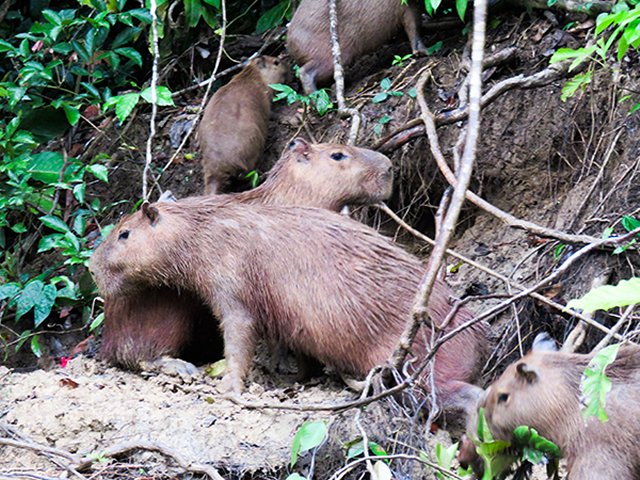 Manu Wildlife Perú - Manu Tours Peru - UPDATED 2022